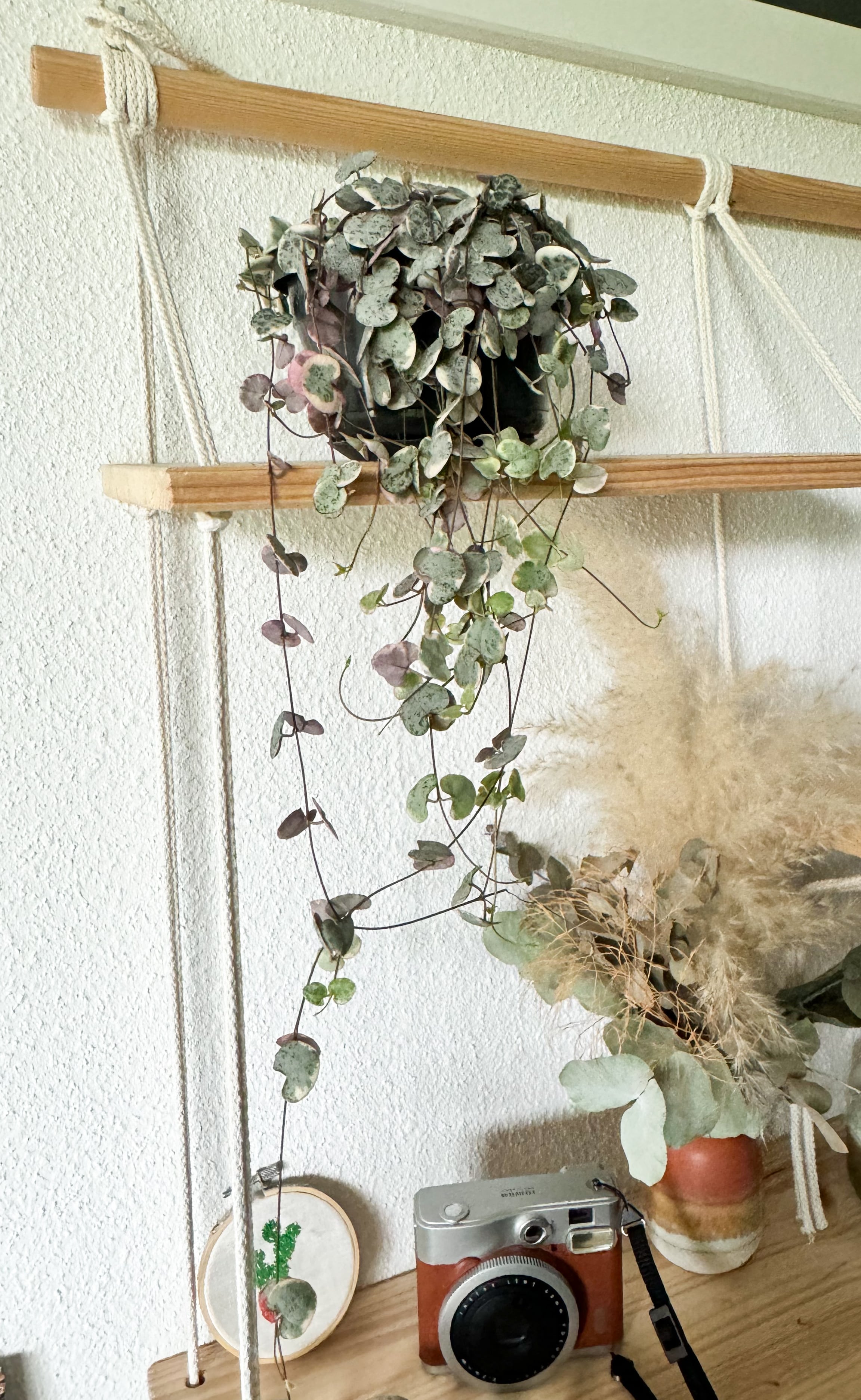 Ceropegia woodii store